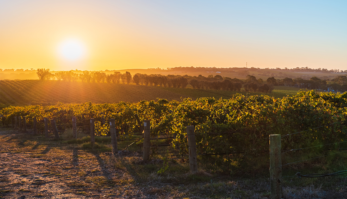 McLaren Vale | Audit, Tax & Advisory services - BDO